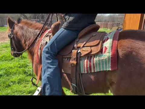 » Nice 13 hand pony Traci Davis