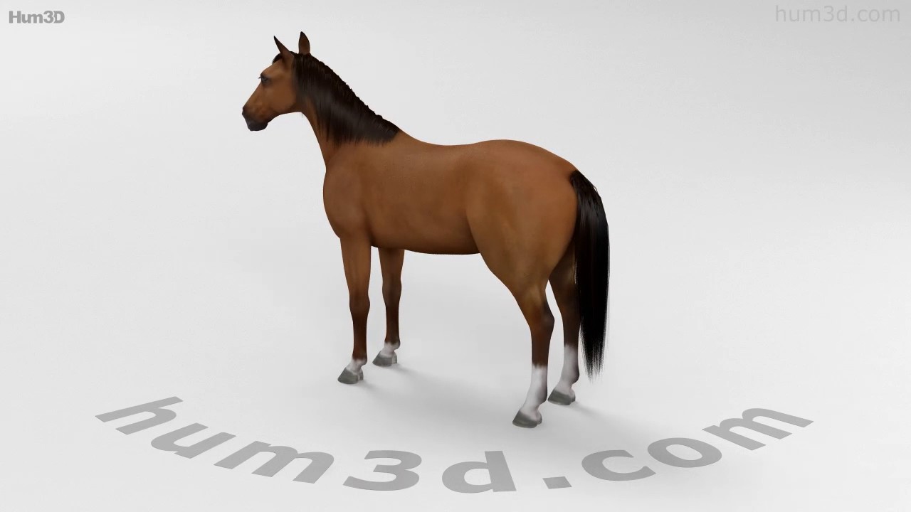Horse 3D model by 3DModels.org