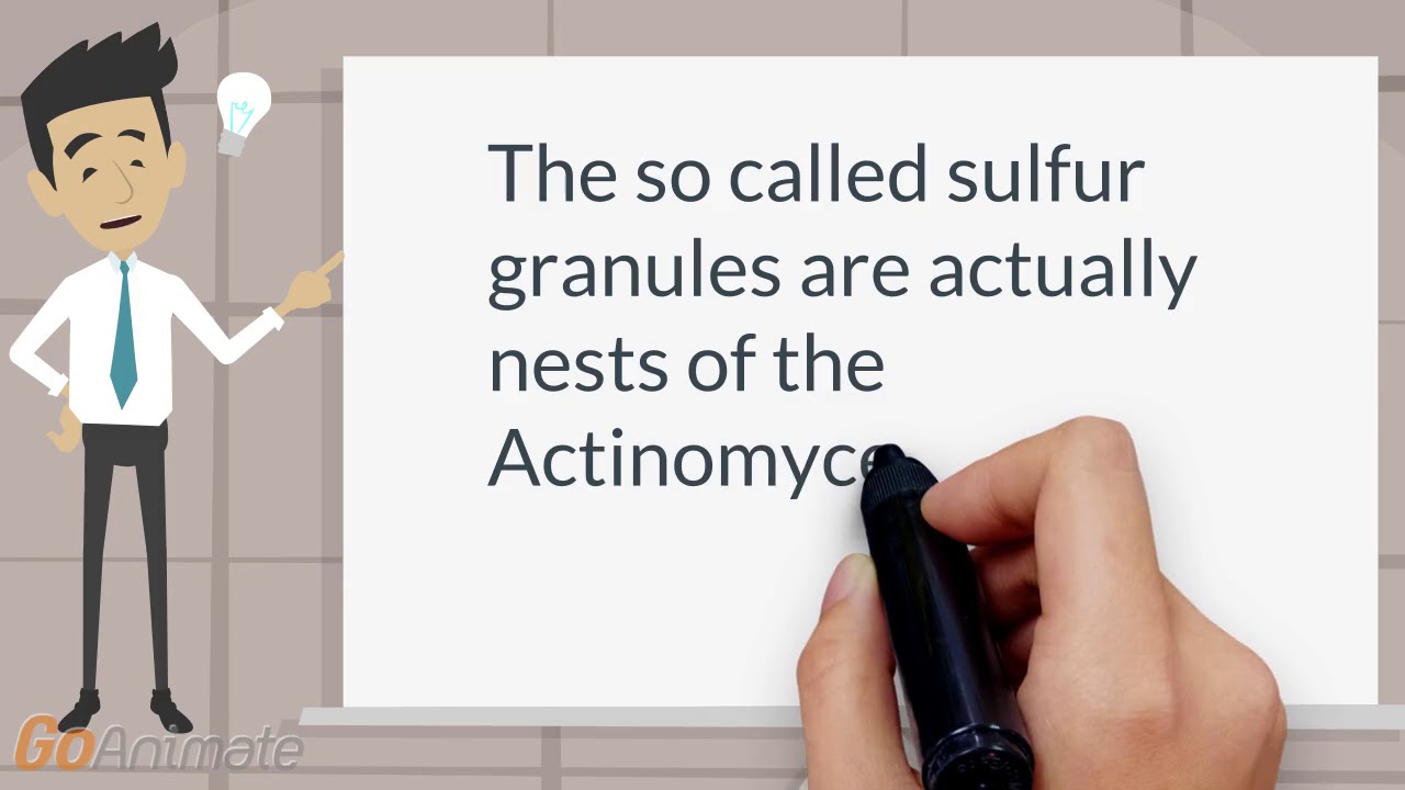 What are in the sulfur granules of actinomycosis?