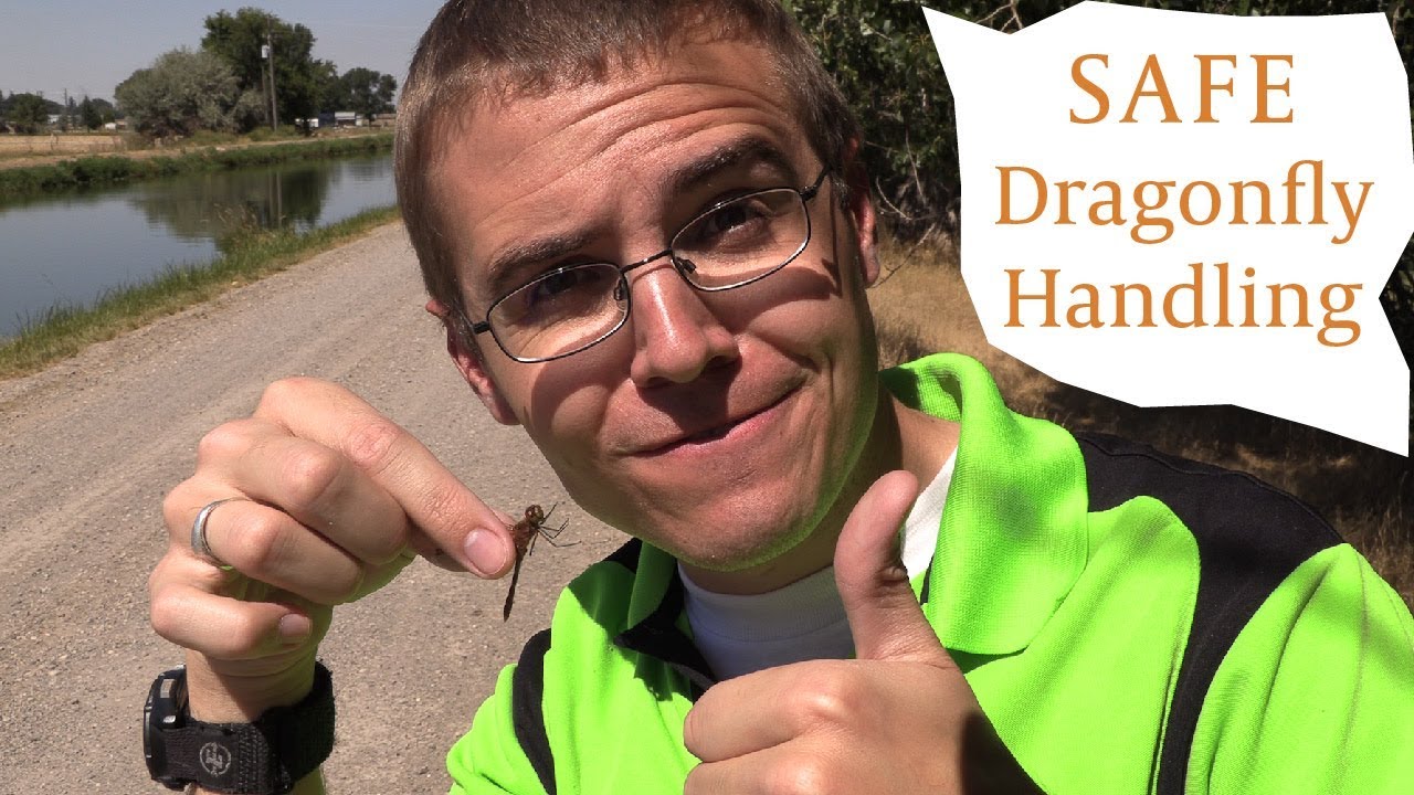 How to Handle a Live Dragonfly