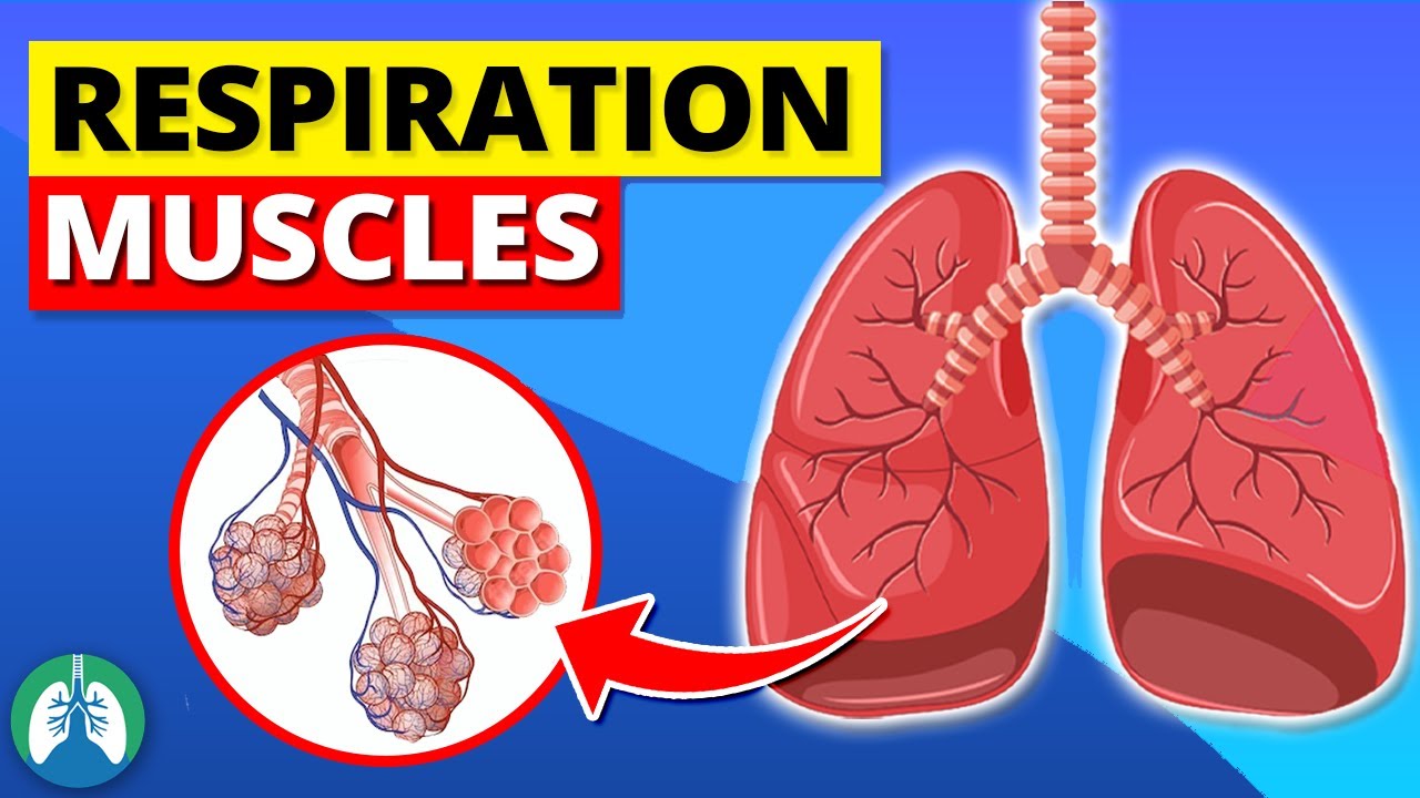 Muscles of Respiration | Simple Explainer Video