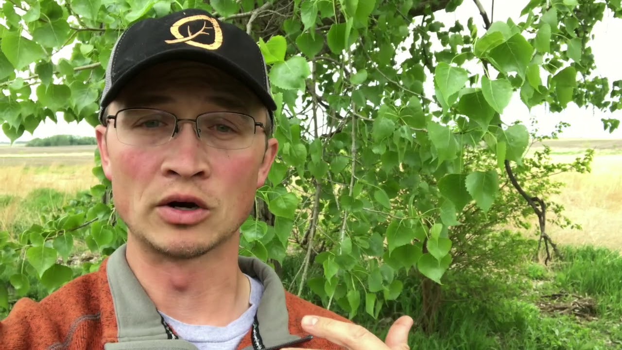 Licensed Vs Certified Arborist