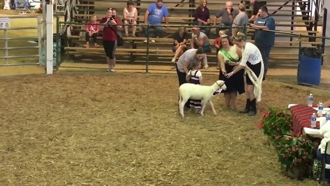 Chloe's Lamb