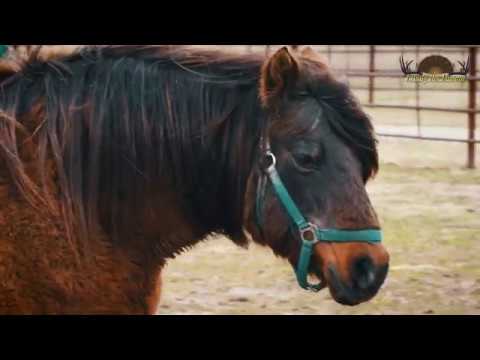Paso Fino Ranch | Marshfield, Mo