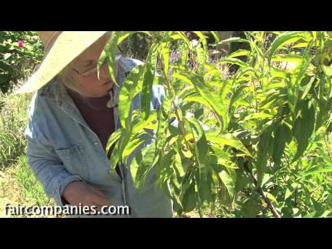 Scion exchanges: ancient cloning of fruit trees for the modern backyard