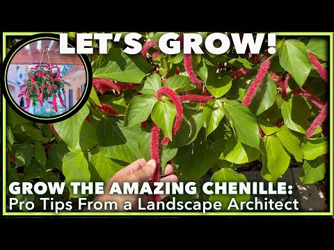 Cara Menanam Tanaman Chenille (Acalypha hispida dan Acalypha pendula): Panduan Arsitek Lanskap