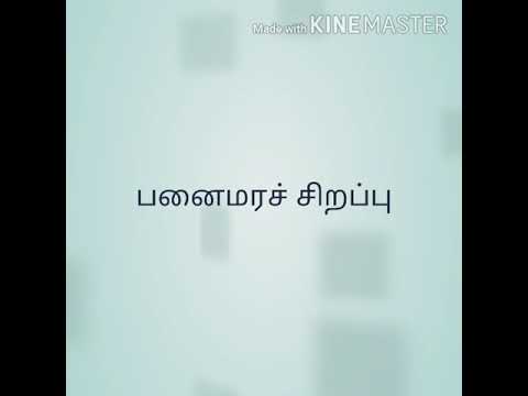 IvthStd | Tamil | Ist Term | Uses of palm Tree.