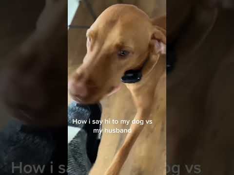 Who can relate #funnydogs #vizsla #dogshorts #dog #doglife #doglover #shortsviral