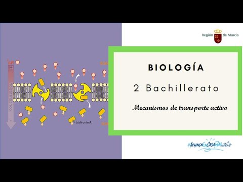 MECANISMOS DE TRANSPORTE ACTIVO