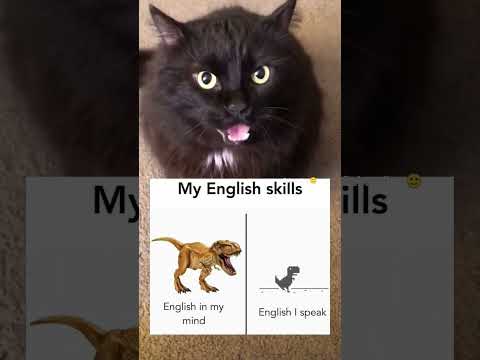 BBC (big black cat) reaction | #cat #memes #shorts
