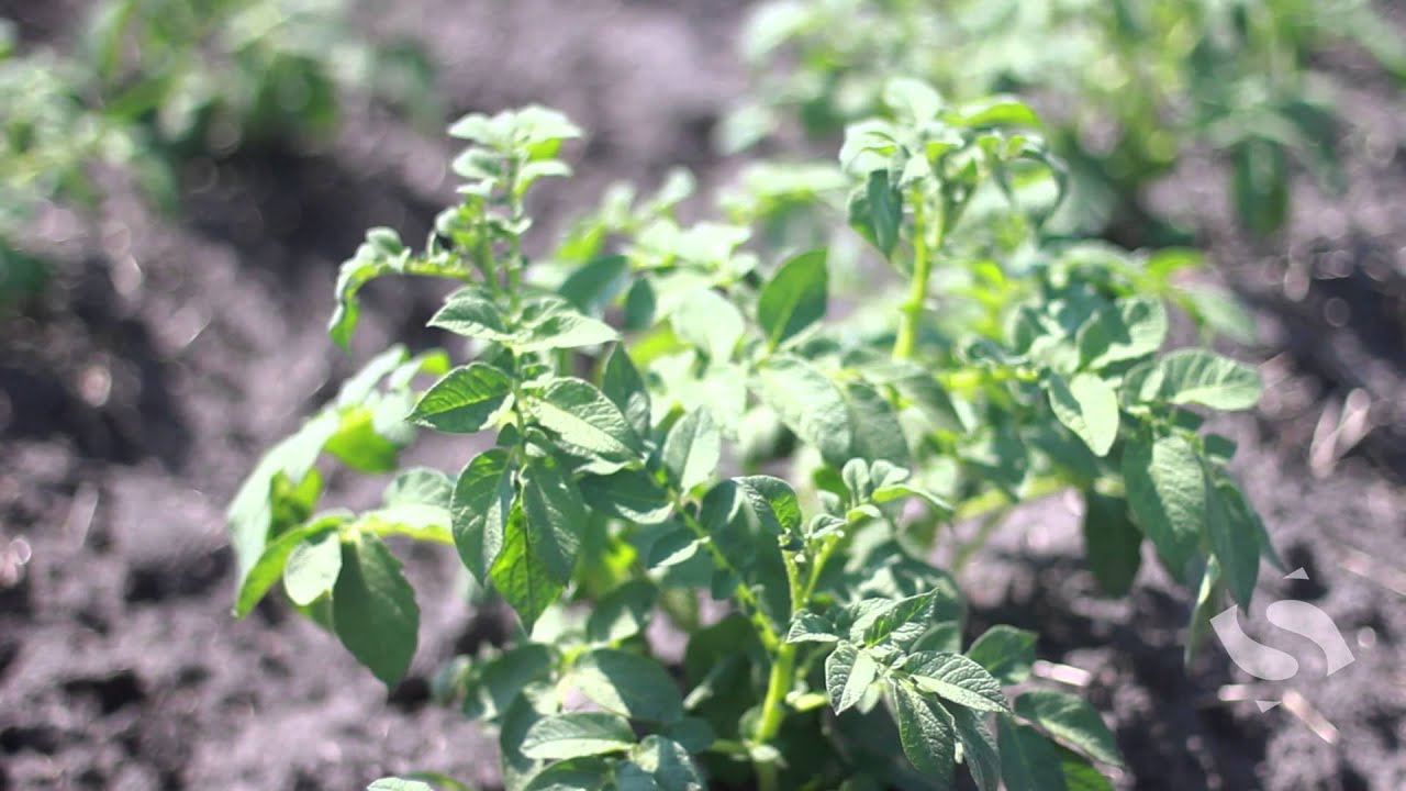 The Potato Process