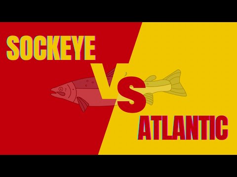 Sockeye vs. Atlantic Salmon (A QUICK COMPARISON)