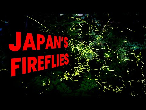 Where to Find Fireflies in Japan's Countryside