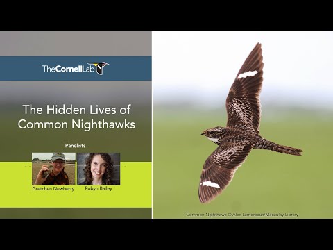 The Hidden Lives of Common Nighthawks