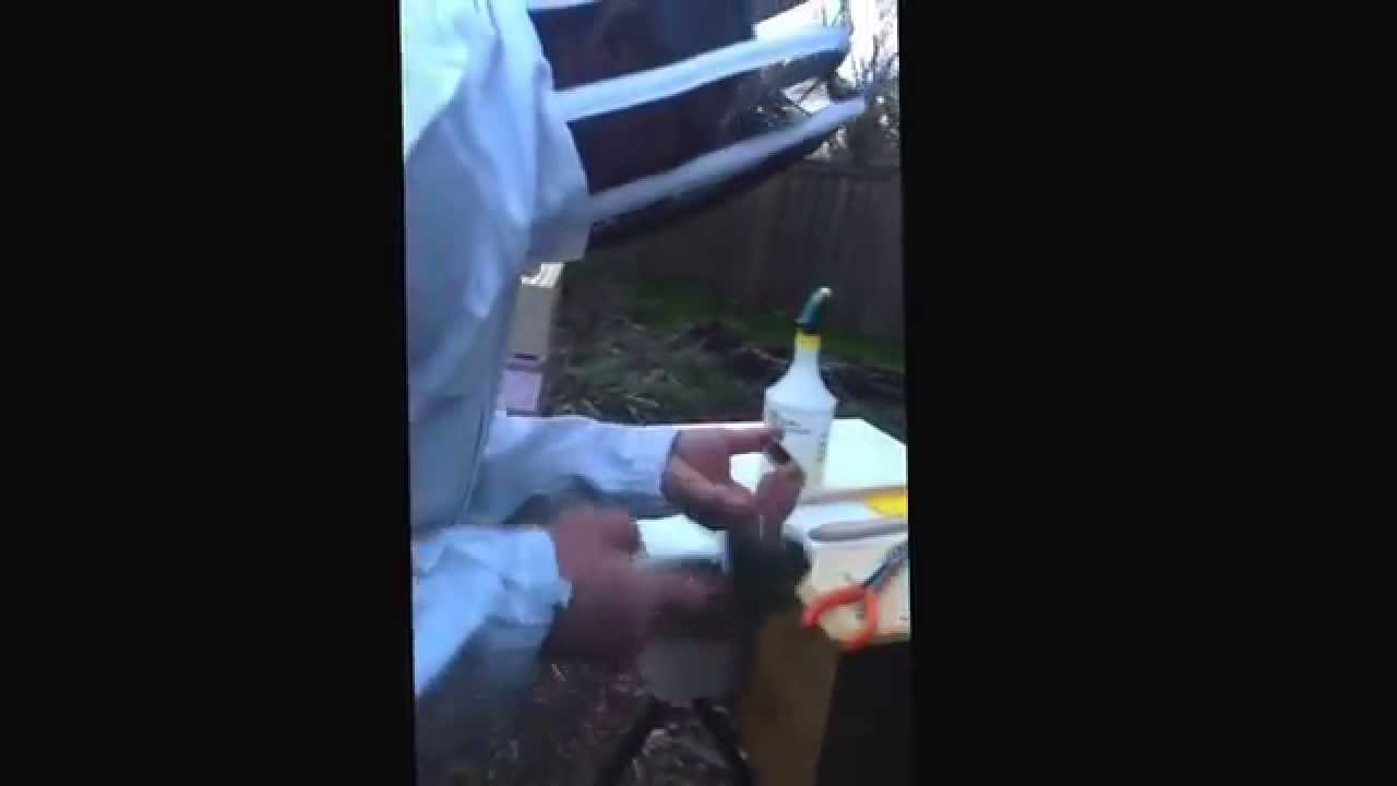 Andy's bees episode 1