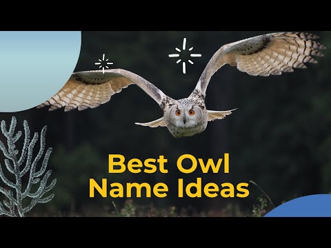 24 Best Owl names - Unique And Famous Owl Name Ideas