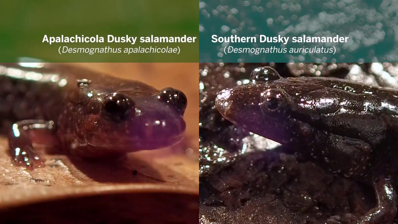 Bradwell Bay | A Last Refuge of the Southern Dusky Salamander