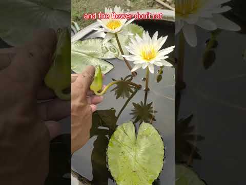 characteristic of the successful pollination of the waterlily flower plant #waterlily #nymphaea