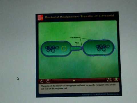 Bacterial Conjugation