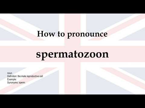 How to pronounce 'spermatozoon' + meaning