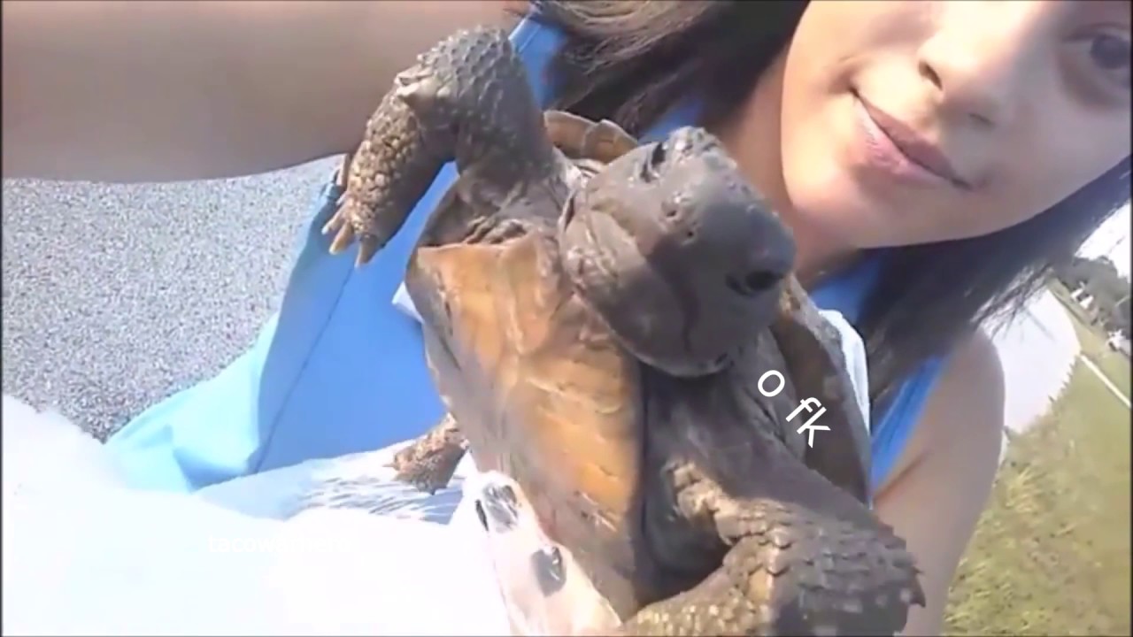 turtle saving is my hobby