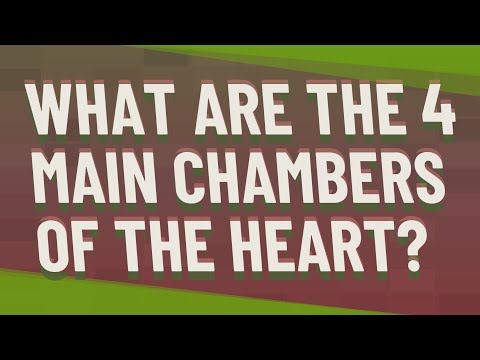 What are the 4 main chambers of the heart?