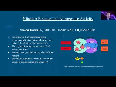 HYDROGEN PRODUCTION BY CYANOBACTERIUM ANABAENA VARIABILIS