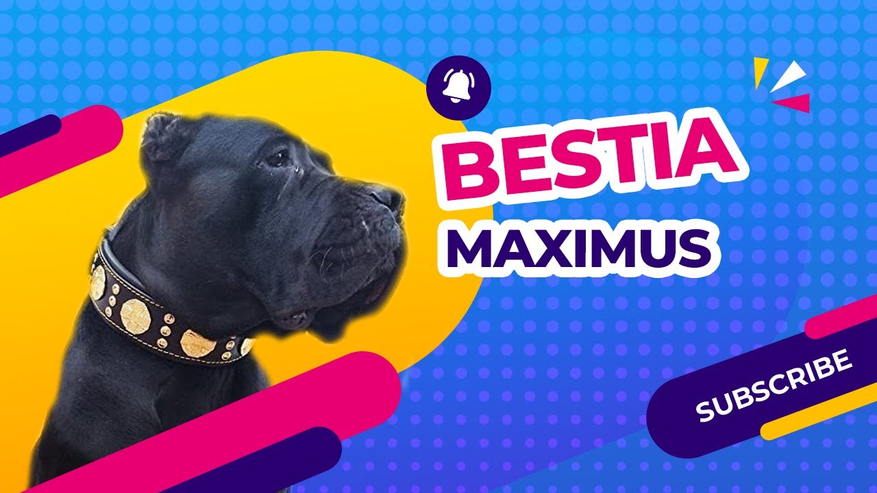 The Best Dog Collar [Bestia Maximus Dog Collar Review]