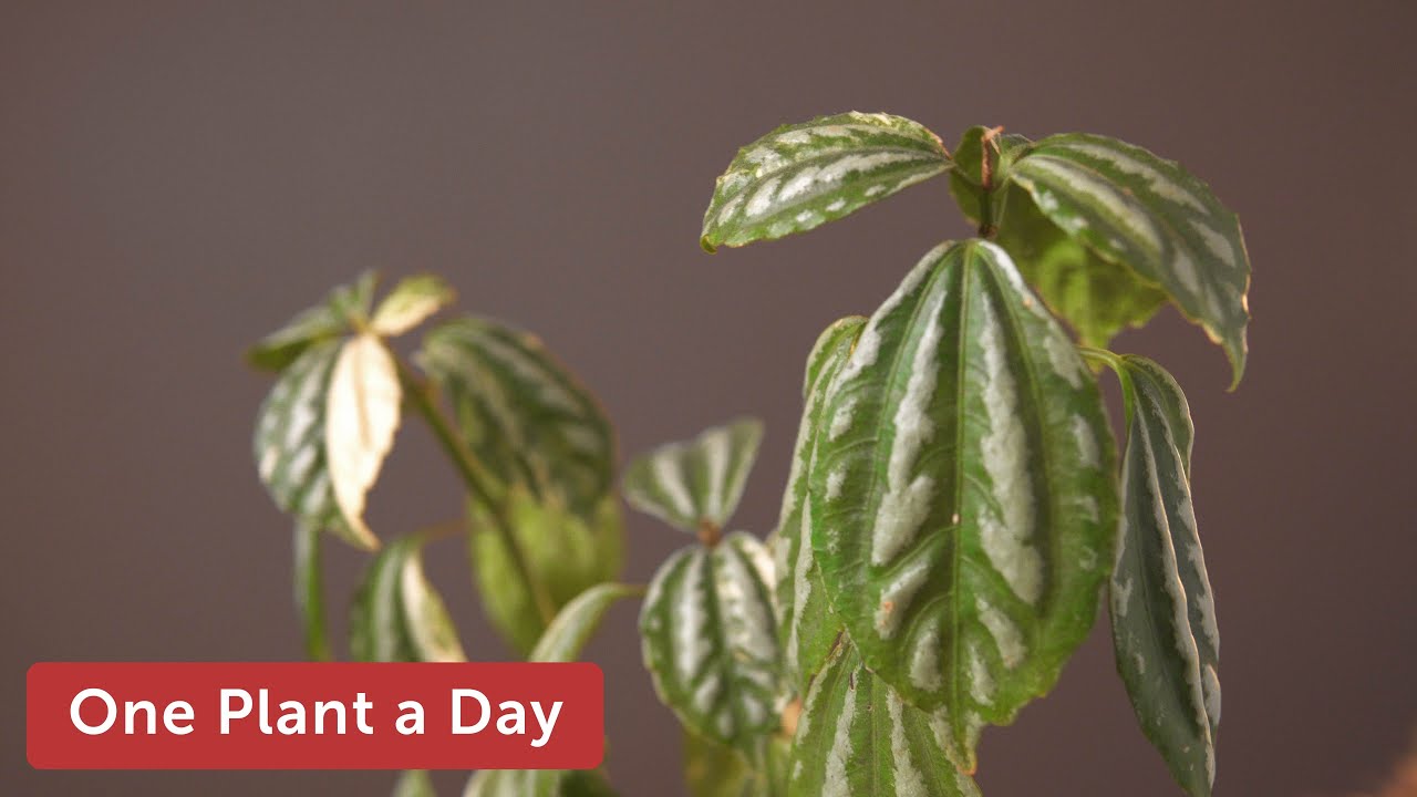 Pilea cadierei 'Variegata' (Aluminum Plant) Houseplant Care—25 of 365
