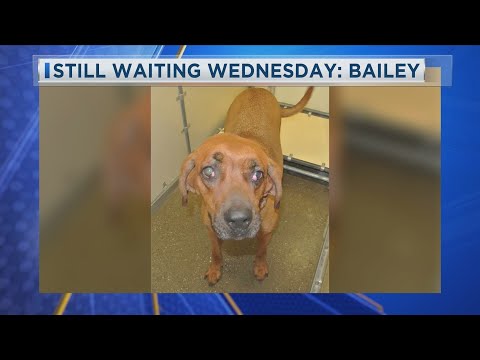 Stray of the Day: Bailey
