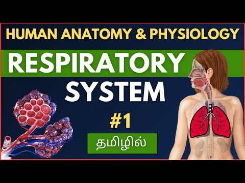 #1 RESPIRATORY SYSTEM EXPLAINED