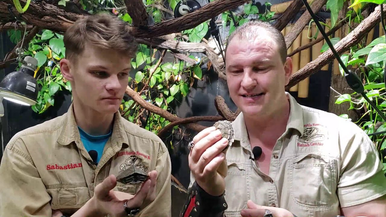 How to sex the Map turtle