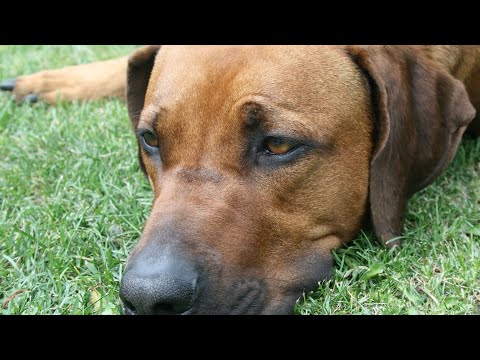 The Rhodesian Ridgeback is a magnificent and enigmatic