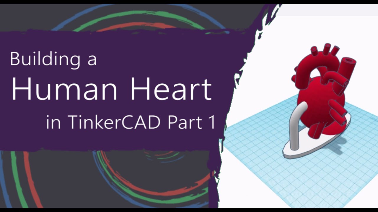 3D modeling a Human Heart in TinkerCAD (Main Heart). 3D printing