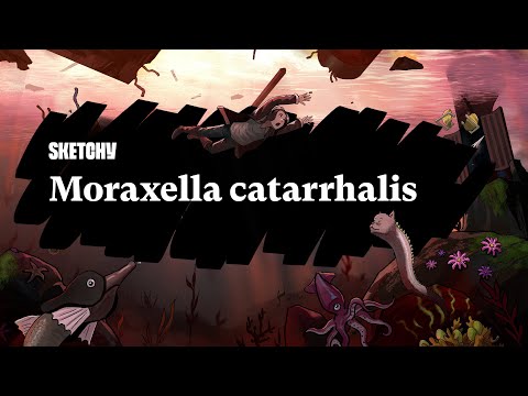 Moraxella Catarrhalis:Infections, Diagnosis & Treatment(Full Lesson)| Sketchy Medical | USMLE Step 1
