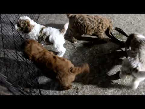 Moyen Poodle Puppies for Sale