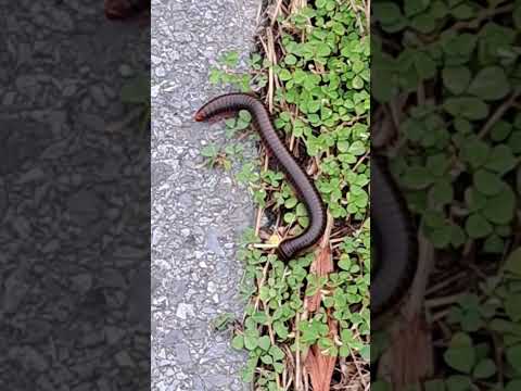 Are Millipedes Dangerous #Thailand Wildlife !!!