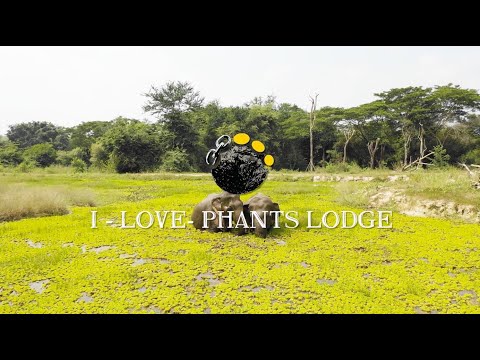 I - Love - Phants - Lodge
