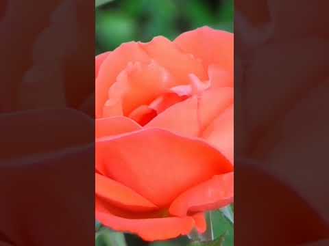 Uketamo - cherish the moment | Japanese philosophy | Ease it !!