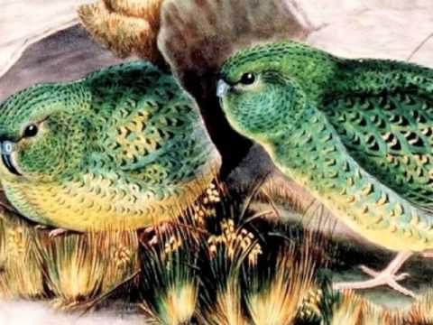 Rare Australian night parrot rediscovered | Dear Kitty. Some blog