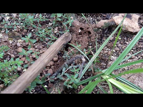 Rayap (Isoptera: termites)