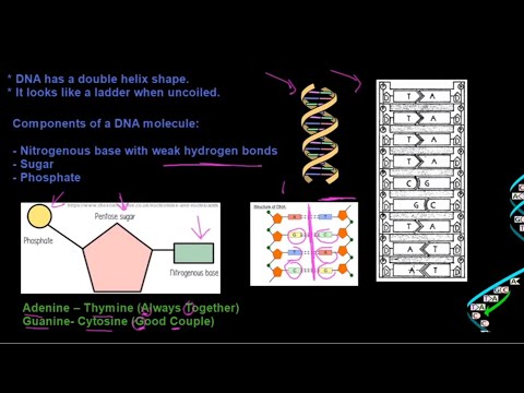 Grade 12 Life Sciences DNA The Code of Life Part 1