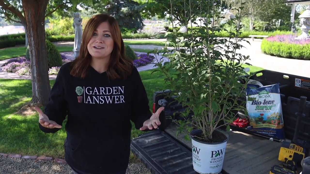 Planting White Pillar® Rose of Sharon | Tall Summer-Through-Fall Blooms