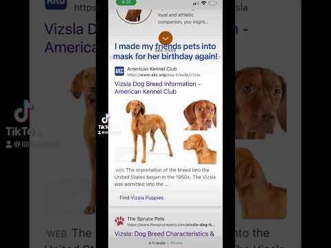 Alright👍Song🎶I made my friend pets into masks again! #dog #mask #tiktokshorts subscribe to Tiky