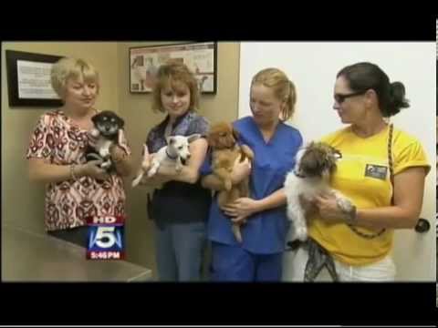 Fast Wisdom Panel 20 Breed Identification DNA Test Kit ...