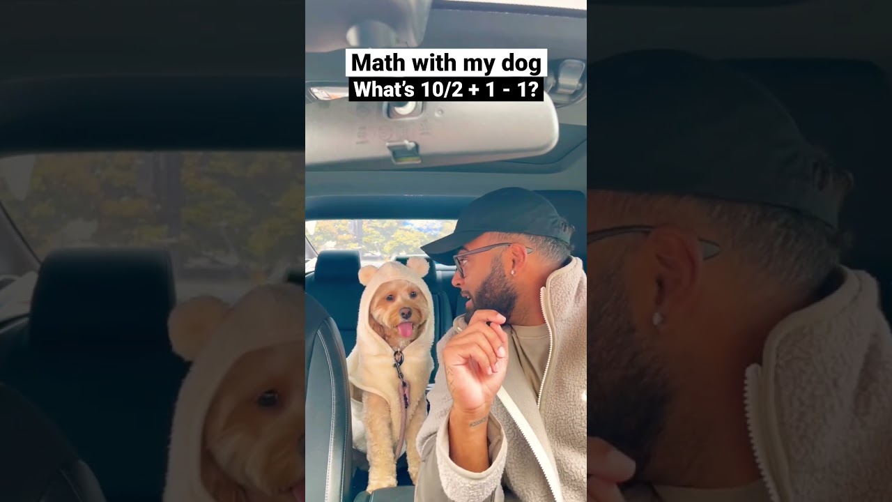 Dog solves really hard math question… 😳😳 #dogs #cockapoo #dogsofshorts