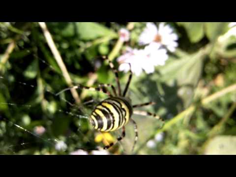 Wasp spider VS. Araneus diadematus