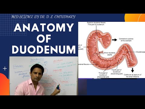 Anatomy of Duodenum