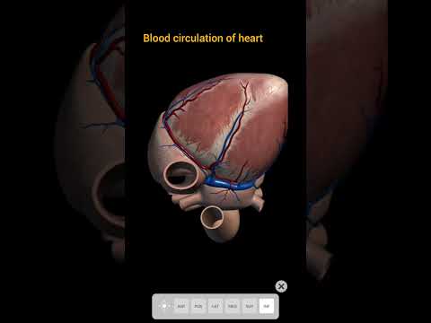 blood circulation of heart,ghost, firecracker