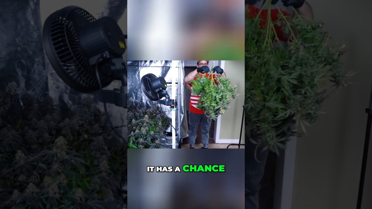 Harvest Secrets  Boost THC & Terpenes for Better Cannabis!